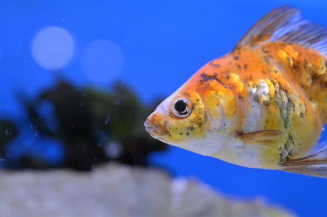 WWF alerta de que los peces de río han sufrido la tasa de extinción más ...